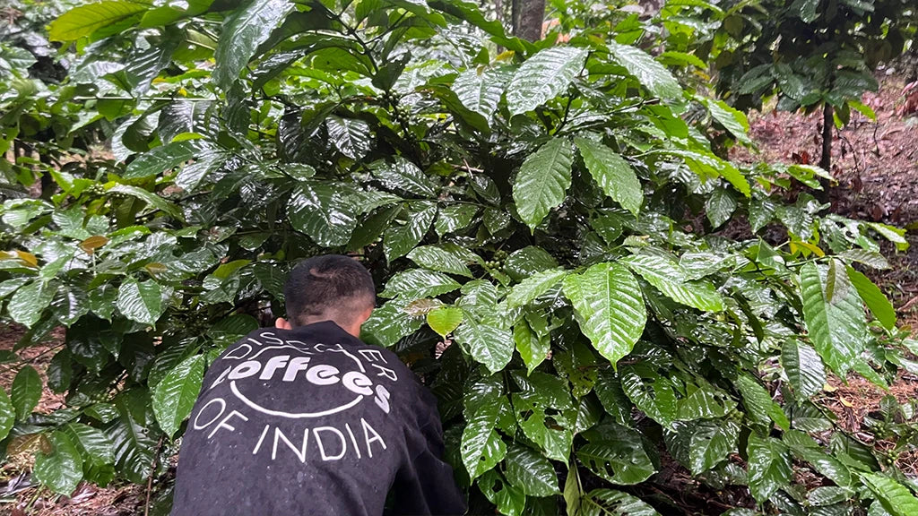 A Trip to a Wild Coffee Farm in Meghalaya with Nerlu Café – 7000 Steps